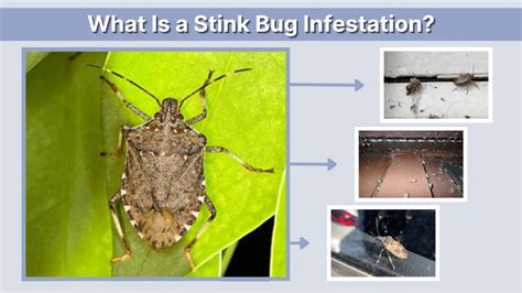 Stink Bug Infestation Causes Signs And How To Get Rid Of Them