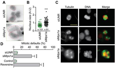 Mps1 Inhibition Induces Mitotic Defaults In Neuroblastoma Cells Ab