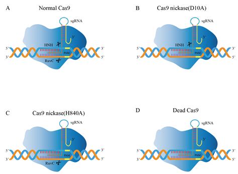Development And Applications Of Crispr Cas9 Based Genome Editing In