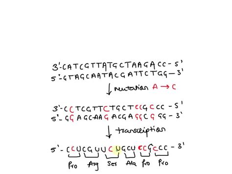 Solved B For The Same Gene Sequence What Would Be The Outcome If