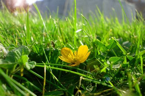 Buttercup Free Photo Download Freeimages