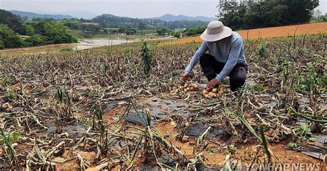 누렇게 변해버린 양파밭