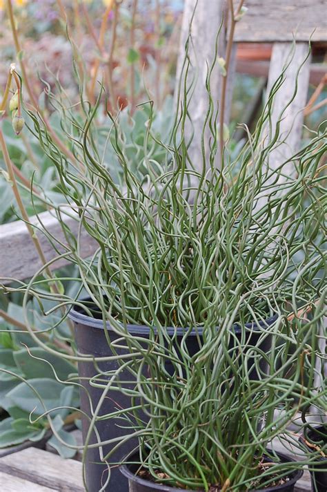 Juncus Effusus Spiralis ‘twister Corkscrew Rush Unicorn Rush