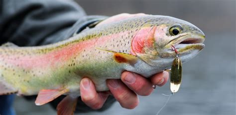 7 Unbeatable Rainbow Trout Bait Secrets For Epic Catches