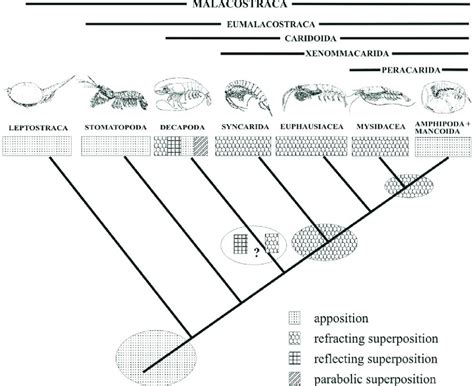 Distribution And Suggested Evolution Of Optical Designs Of