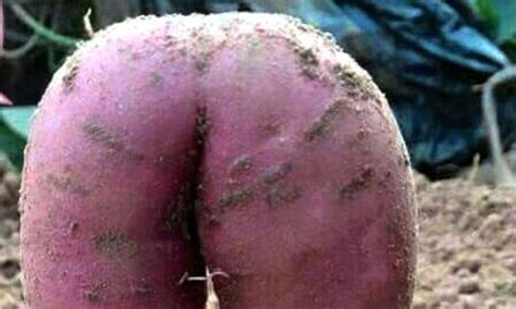 Kent Farmer Pulls Up Potato That Looks Like It S In A Suggestive Position Daily Mail Online