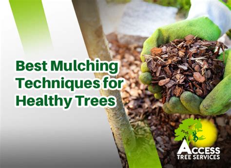 Best Mulching Techniques For Healthy Trees Essential Tips
