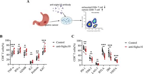 Siglec10 Blockade Reactivates Cd8⁺ T Cell Function A Gc Tissues Were Download Scientific