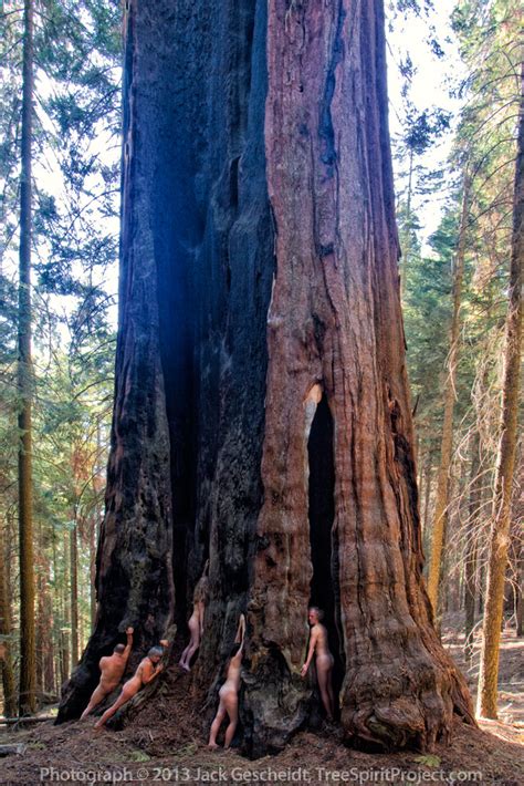 Giant Coast Redwoods Retreat TreeSpirit Project Raising Awareness Of The Critical Role Of