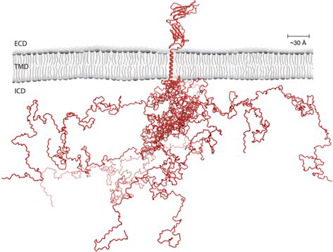 Atomistic Model Of The Full Length Human Prolactin Receptor Based On Download Scientific