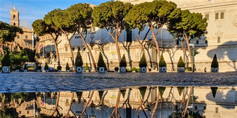Umbrella Pine Trees In Rome Italy Symbol Of The Eternal City