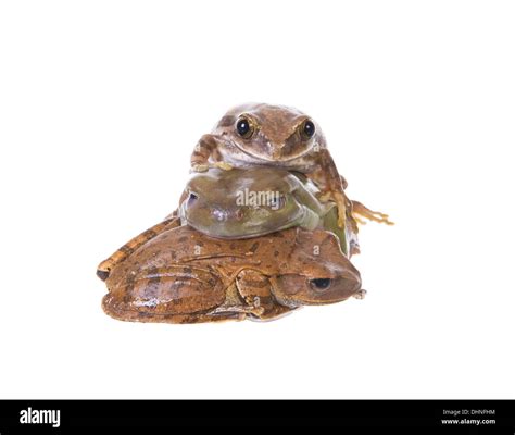 Dumpy Fat Tree Frog Cut Out Stock Images And Pictures Alamy