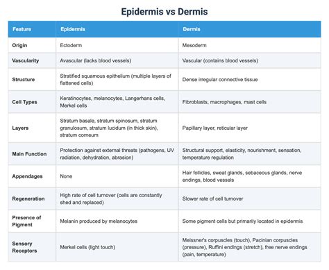 Epidermis Vs Dermis