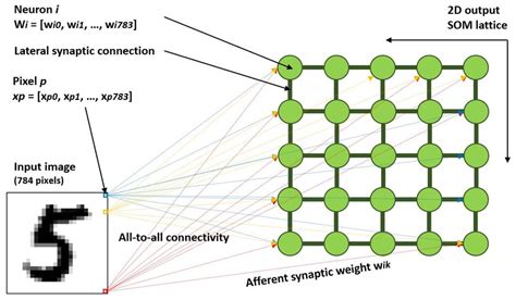 1 Self Organizing Map Som Topology Download Scientific Diagram