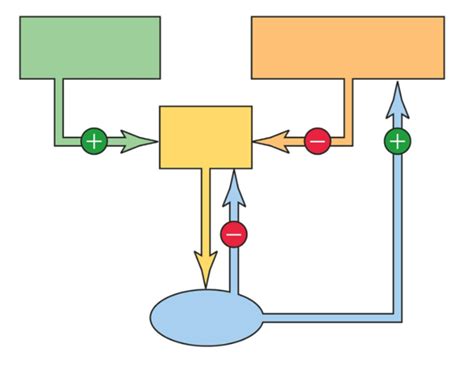 The Excitatory And Inhibitory Feedback Loop Of Stress Diagram Quizlet