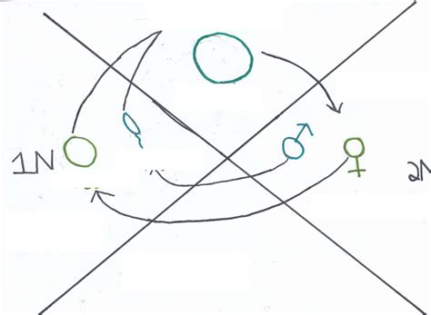 Gametic Meiosis Diagram Quizlet