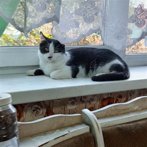 Котенок купить в Саратове бесплатно дата размещения 01 02 2025 Кошки