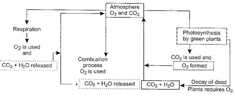 Diagram Of Oxygen Cycle