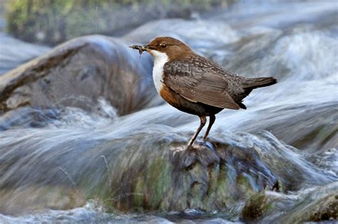 The Permanence Of Poison Audubon