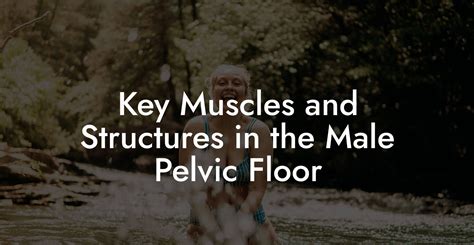 Understanding Men S Pelvic Floor Anatomy Function Glutes Core Pelvic Floor Pelvic Floor