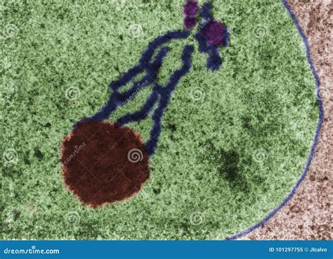 Sex Vesicle False Colour Tem Stock Image Image Of Organelles Vesicle 101297755