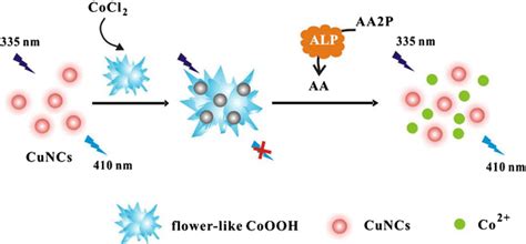 Schematic Illustration Of The Fluorescent Bioassay For Alp Activity