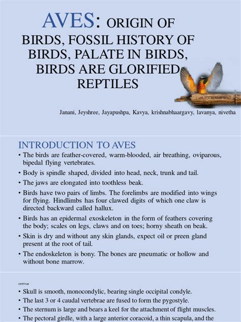 Aves Phylogeny Fin Pdf Birds Reptile