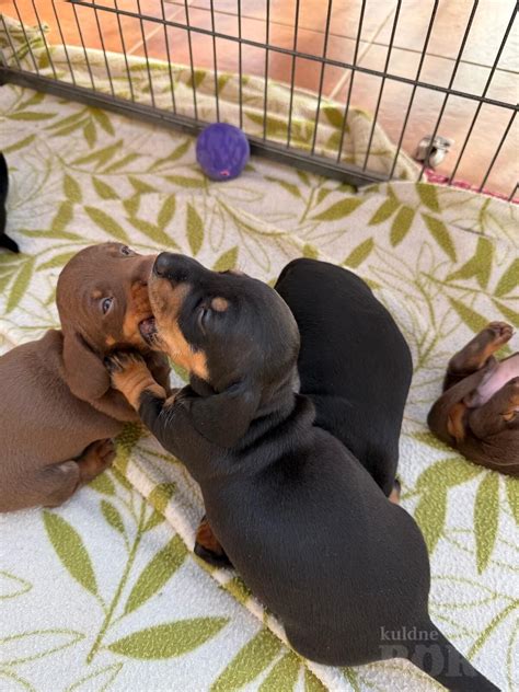 Taksa Mini Müük Kuulutus 96080590 Kuldne Börs