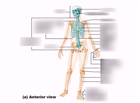 Chapter 7 Diagram Quizlet