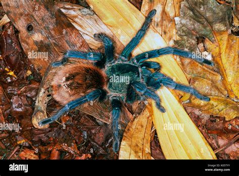 Groene Fles Blauwe Tarantula