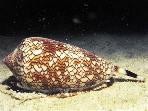 Cone Snail Marine Wiki