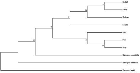 Phylogenetic Tree Generated By Mega 5 Download Scientific Diagram