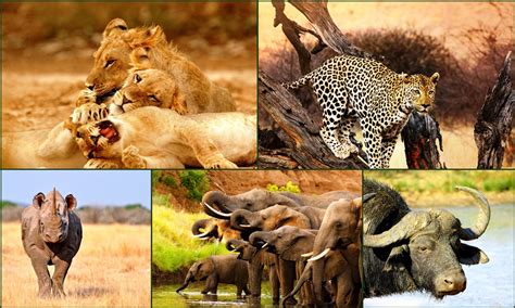 Africas Big Five Safaris Aga Safaris