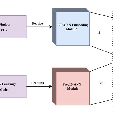 Architecture Of Prot T5 Based Model Using A Two Layer Artificial Neural