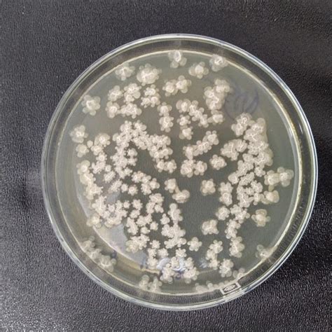 Bacillus Licheniformis Nguyên Liệu Vi Sinh đơn Dòng Giá Sỉ Giá Bán