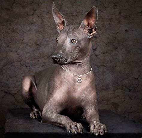 Xoloitzcuintle El Perro Sin Pelo Mexicano