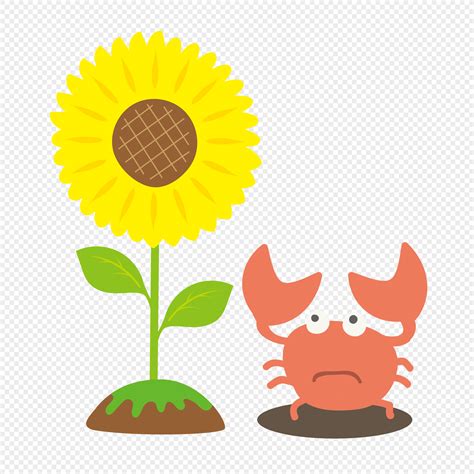 해바라기와 꽃게 Png 일러스트 무료 다운로드 Lovepik