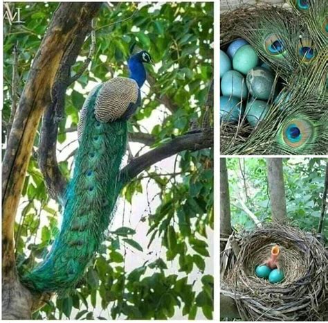Peacock Eggs In Nest With Peacock Feathers Beautiful Birds