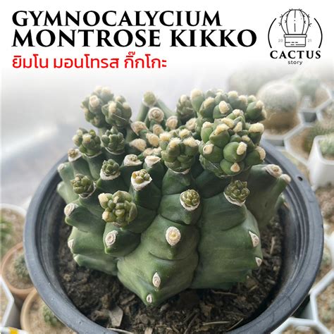 ยิมโนมอนโทรส กิ๊กโกะ Gymnocalycium Montrose Kikko อัพเดท 18 08 2024 Shopee Thailand