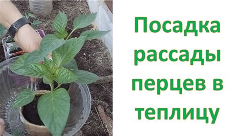 Как сажать рассаду перцев в теплицу. Как выращивать перцы. Выращивание ...