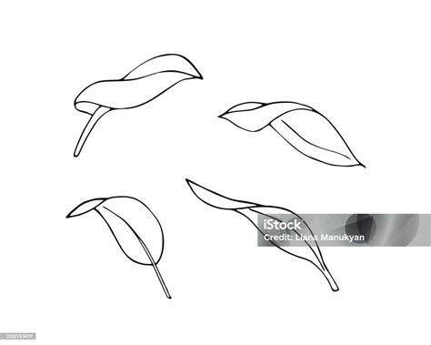 손으로 그린 나뭇잎 세트입니다 나뭇잎의 다양한 변형 나뭇잎 그리기 가을에 대한 스톡 벡터 아트 및 기타 이미지 가을 그런지 이미지 기법 그리기 Istock