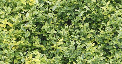 Tree Leaves Texture Seamless