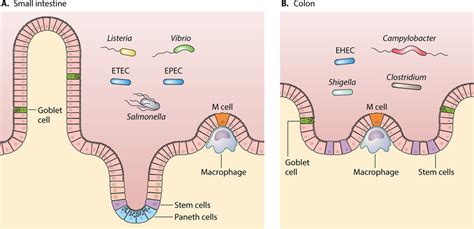 Infection Sites Of Enteric Pathogens In The Gastrointestinal Tract Download Scientific Diagram