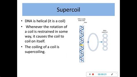 Supercoiled In Dna At Stanley Musso Blog