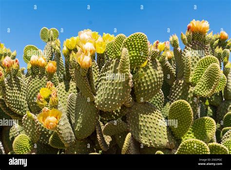 A Close Up Of A Prickly Pear Cactus In Arizonas Sonoran Desert