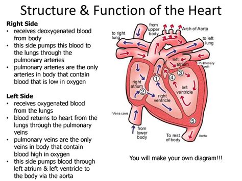The Structure Of The Heart And Its Functions The Cardiovascular System Structure And Function