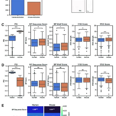 Branch Point And Splice Site Strength Globally Control Species Specific