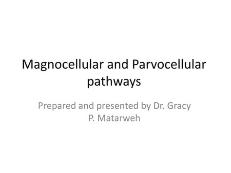 Magnocellular And Parvocellular Pathways1 Pptx