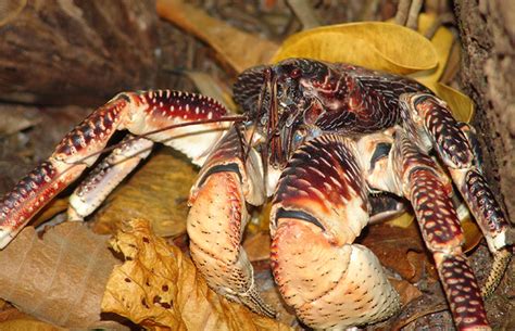 Coconut Crabs The Bird Eating Behemoths Thriving On Isolated Tropical