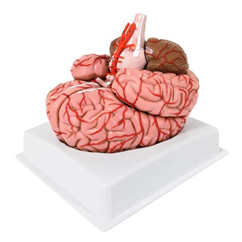 Buy Human Brain Warteries 9 Part Brain With Arteries Model Human Brain Anatomy For Science
